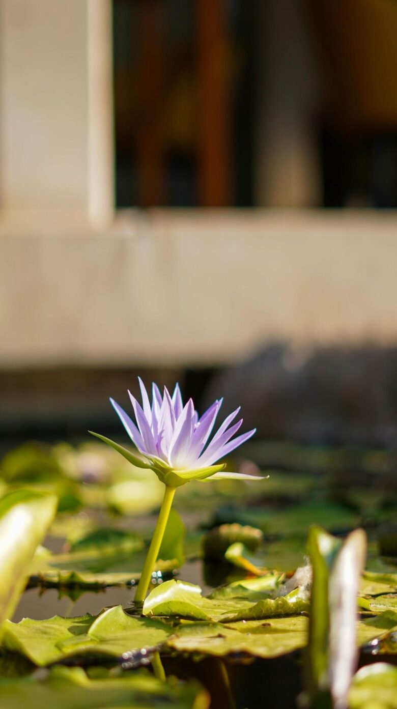 Home - Temple Tree Retreat