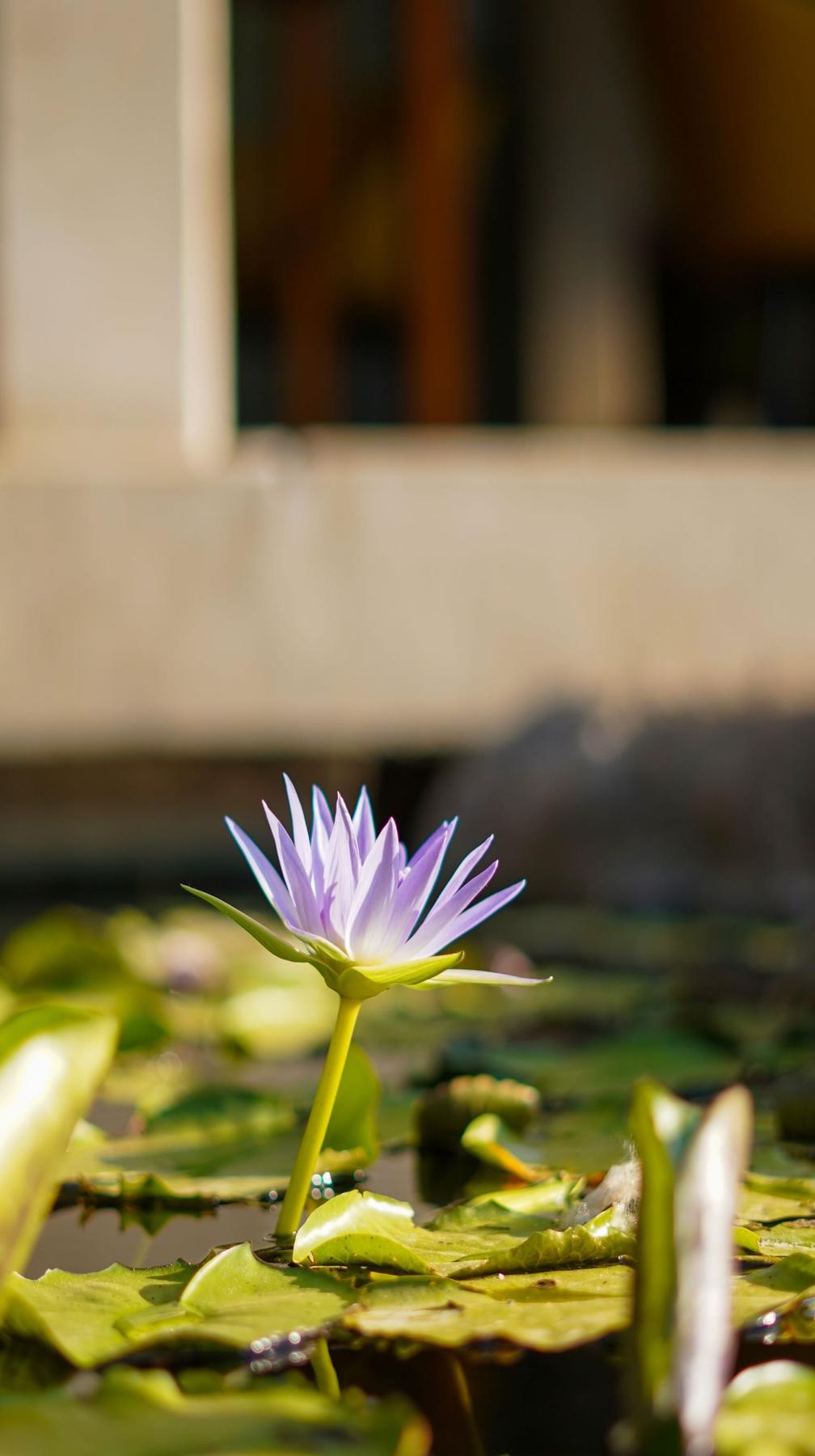 Home - Temple Tree Retreat